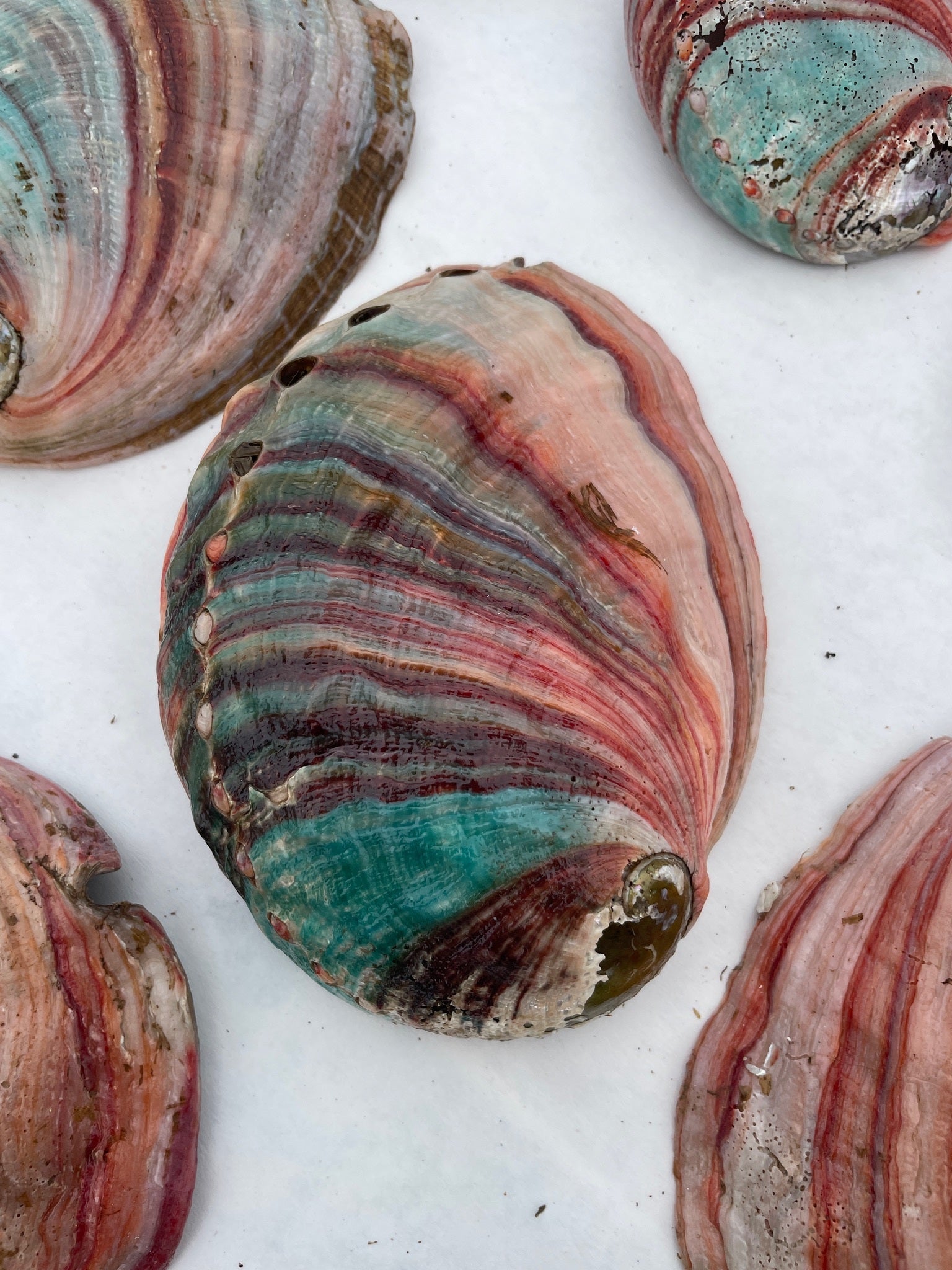 Polished Shell (Medium) | The Cultured Abalone Farm