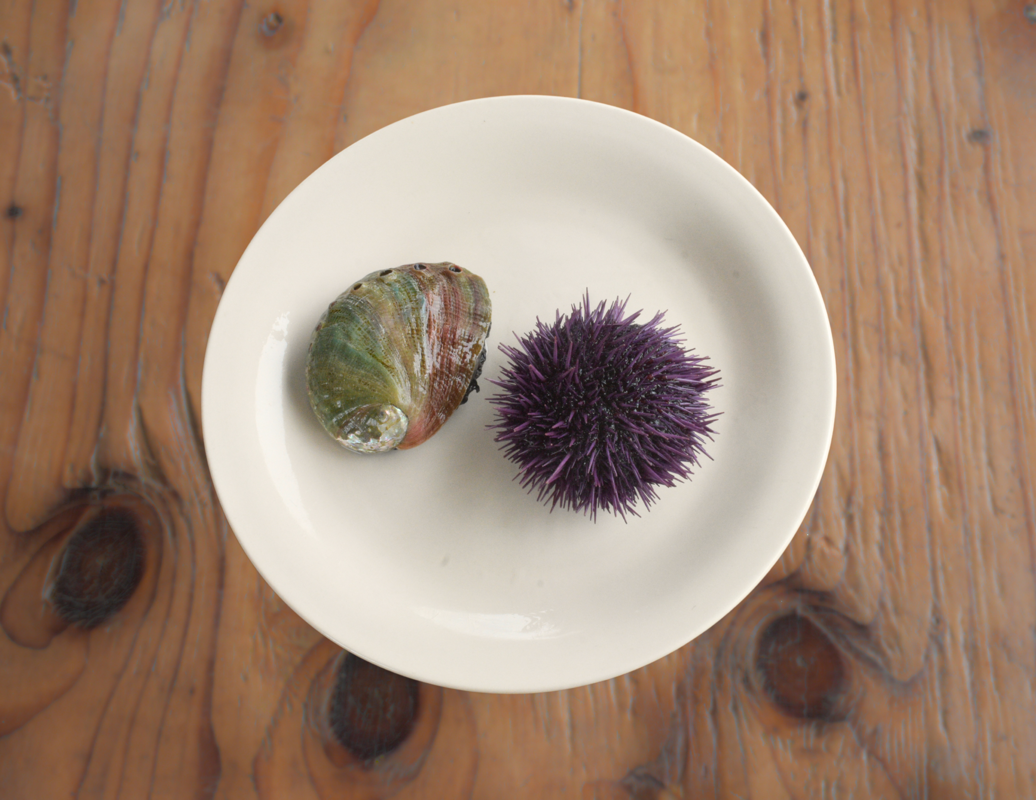 Standard Abalone 4 Pack + Purple Hotchi 4 Pack | The Cultured Abalone Farm