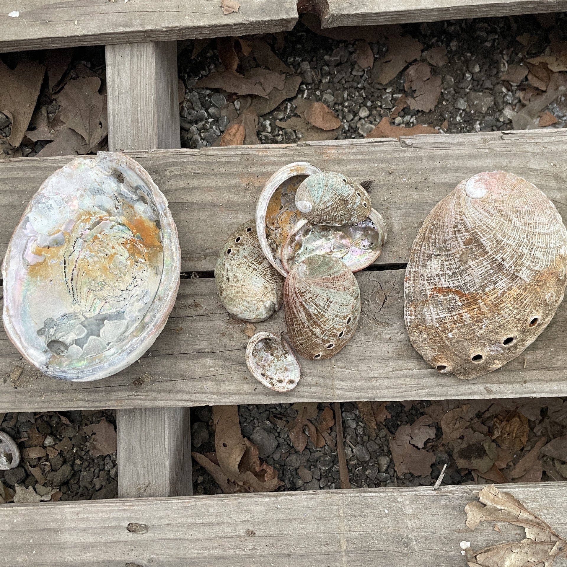 3.5 lb Raw Shells | The Cultured Abalone Farm