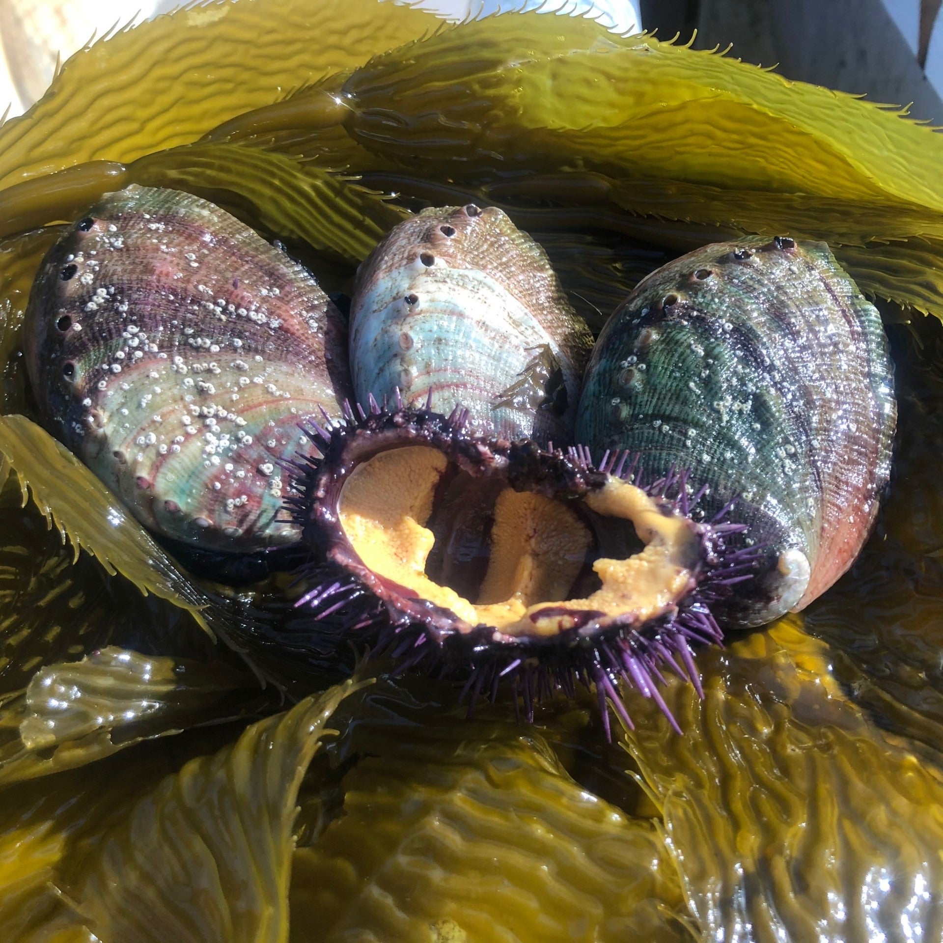 Mini Mix Pack | The Cultured Abalone Farm