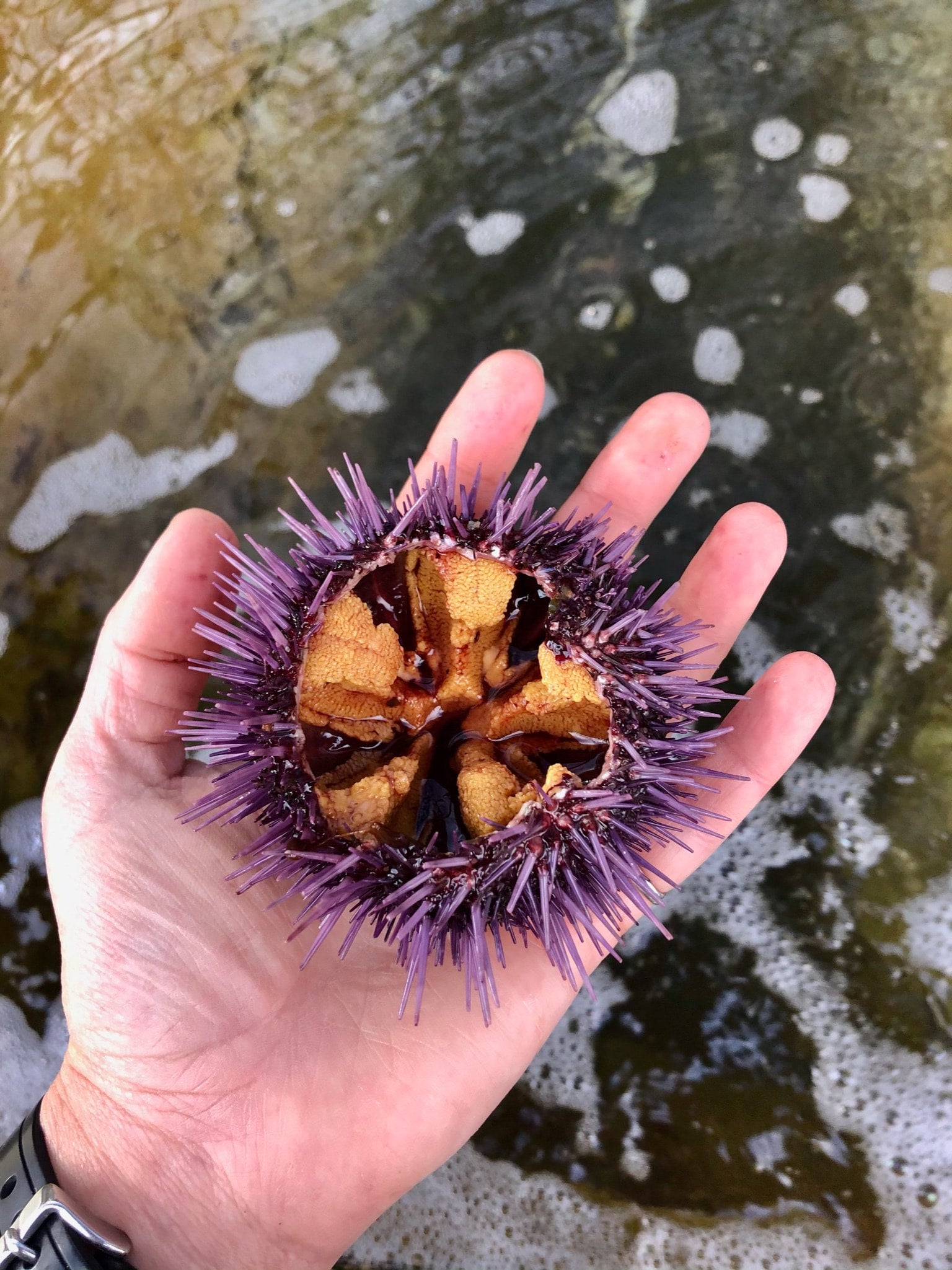 12 Pack Purple Hotchi (Purple Sea Urchin) | The Cultured Abalone Farm